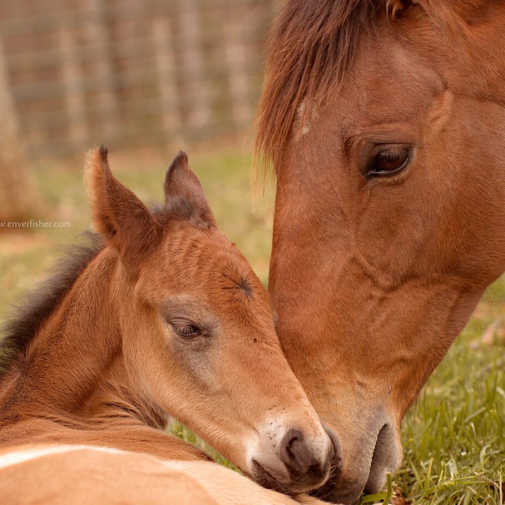 mare-foal-faces1024 - Baldivis Vet Hospital