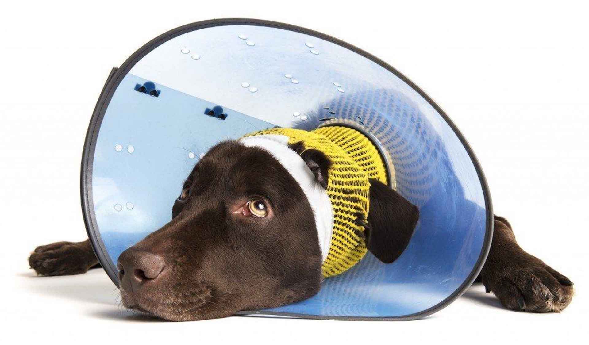 sick-cone-dog - Baldivis Vet Hospital