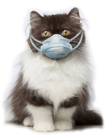 cat-mask-coronavirus350 - Baldivis Vet Hospital