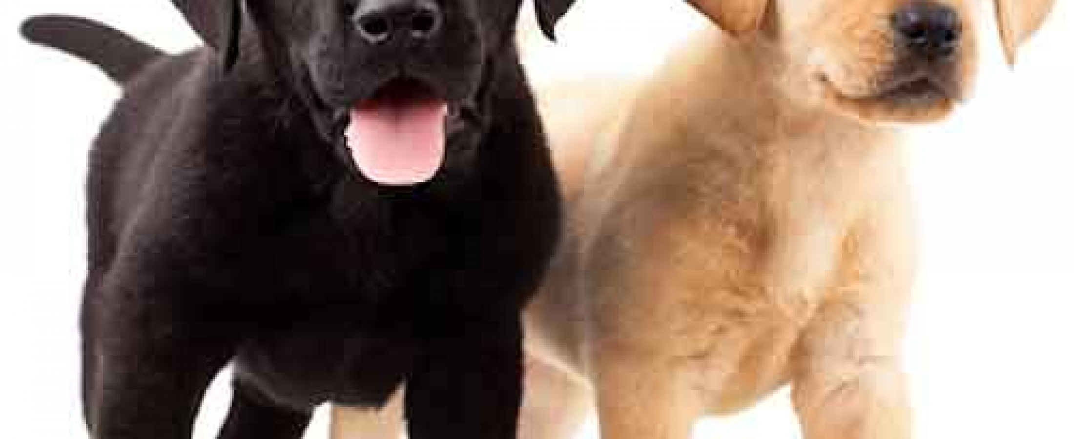 black-gold-lab-pups500whitel - Baldivis Vet Hospital