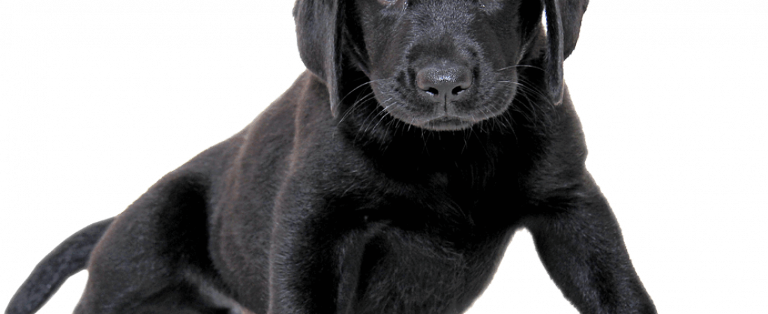 black-lab-pup1024 - Baldivis Vet Hospital