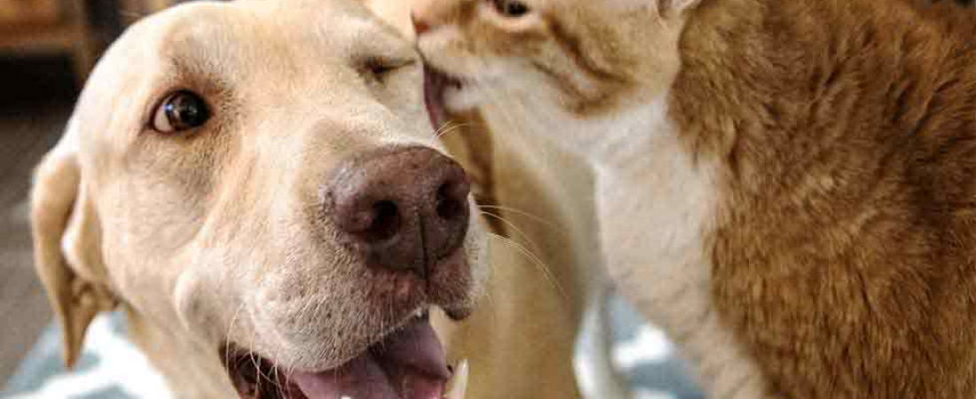 cat-talking-to-dog980 - Baldivis Vet Hospital
