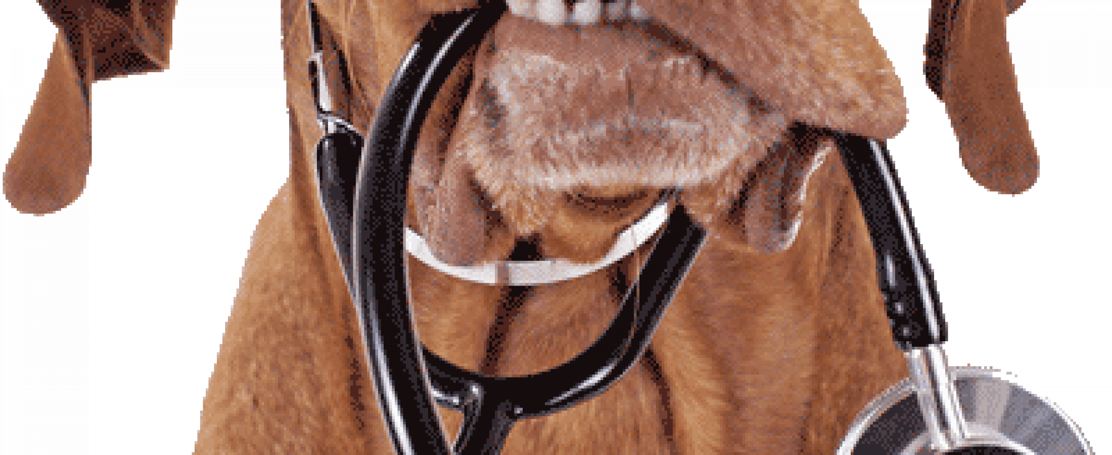 dog-stethascope400png - Baldivis Vet Hospital